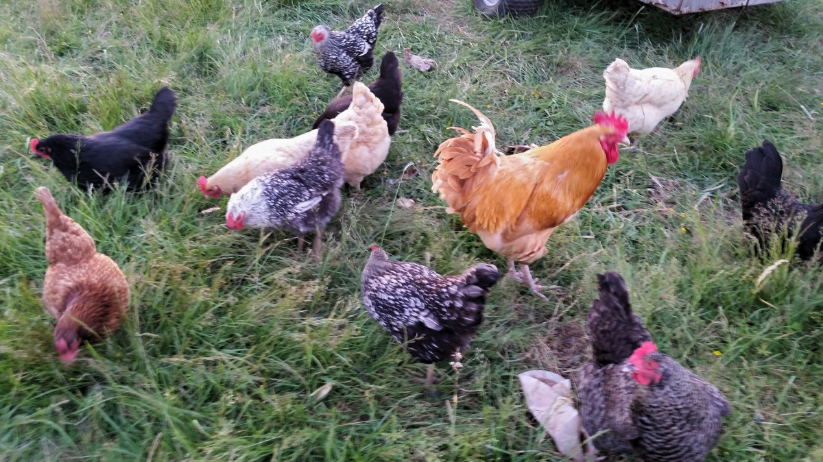 The Joyful Chicken, Part I – Bellfern Homestead