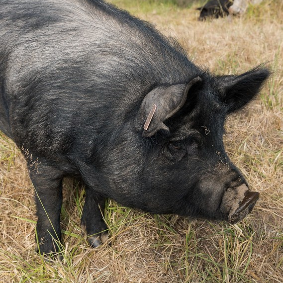 Growing up as farmers and processing our own pork – Bellfern Homestead